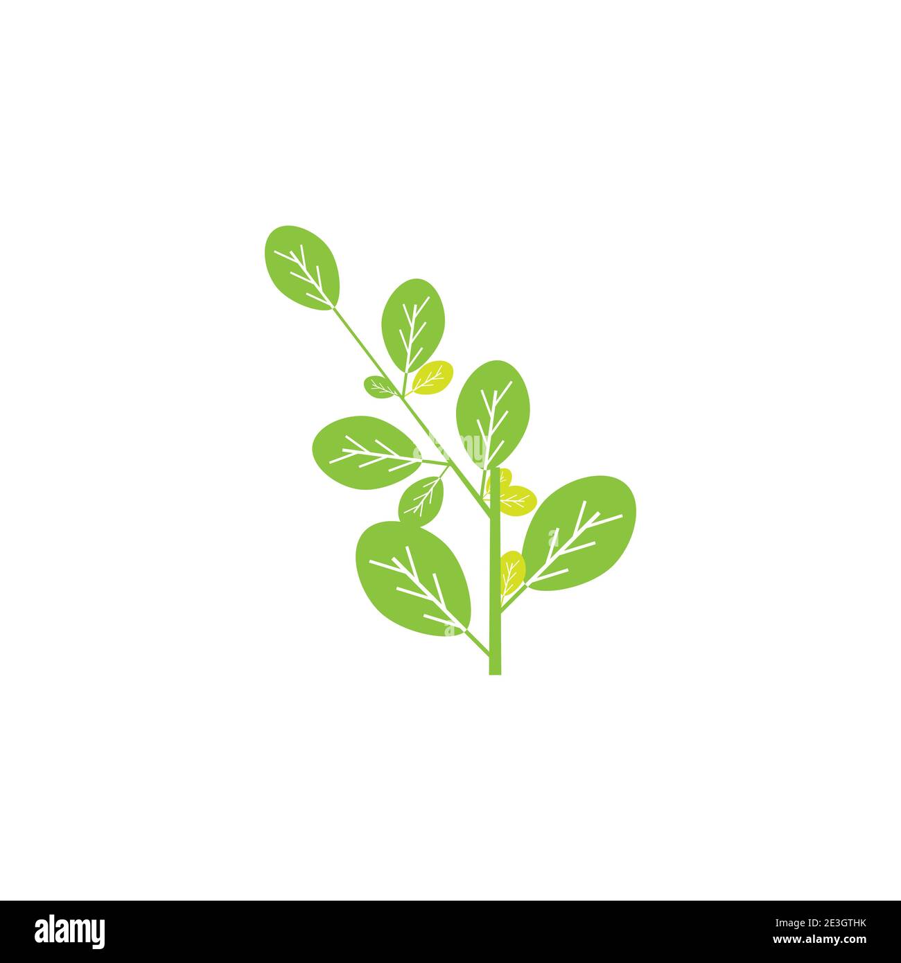 Moringa leaf Logo Template vector symbol nature Stock Vector Image ...