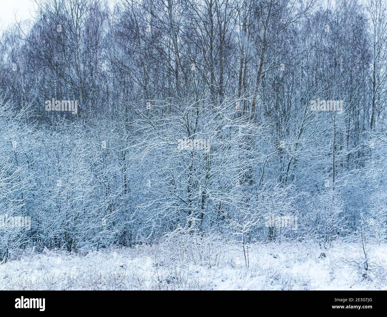 Forest trees are covered with snow blizzards. Snow blizzard. Forest ...