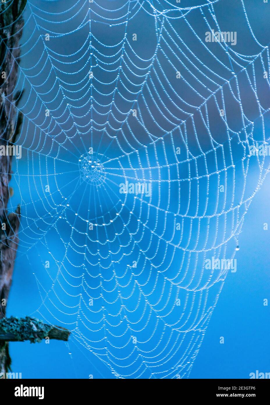 fine cobwebs between tree branches, misty bog landscape with swamp ...