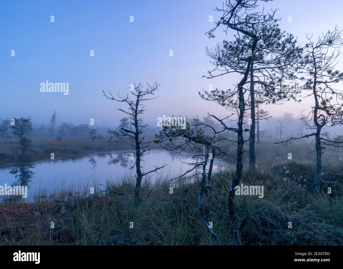 misty mire landscape with swamp pines and traditional mire vegetation ...