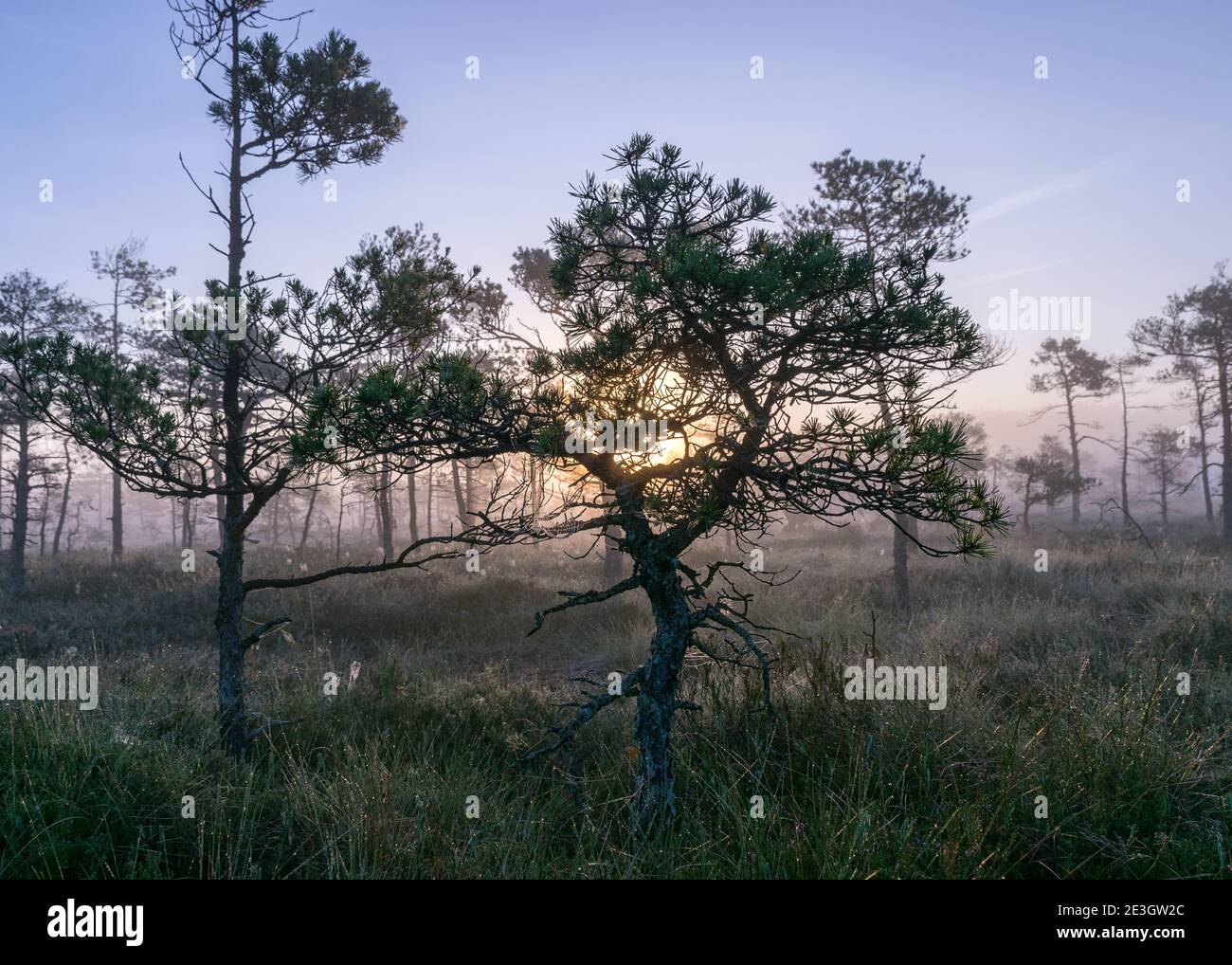 misty mire landscape with swamp pines and traditional mire vegetation ...