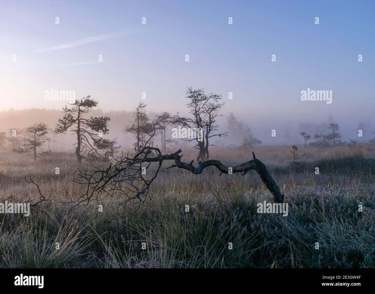 misty mire landscape with swamp pines and traditional mire vegetation ...