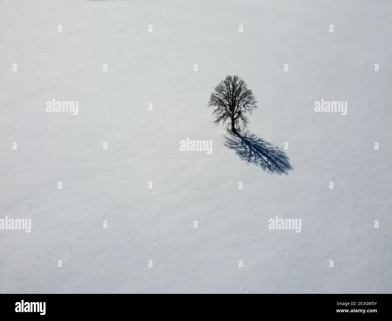 Aerial top view of a lonely tree and its shadow in winter , surrounded ...