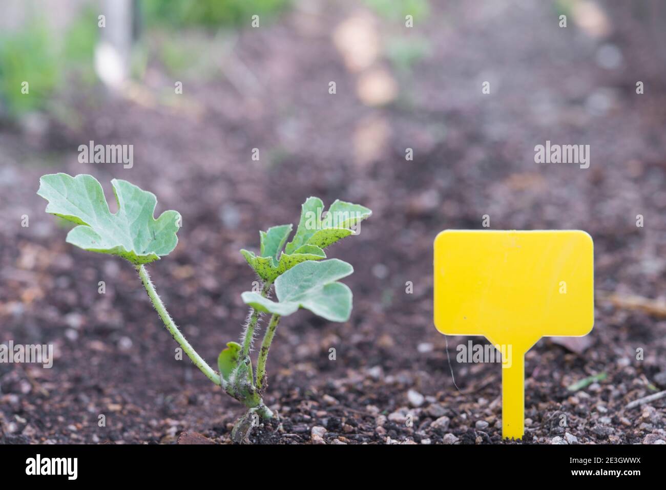 watermelon plant in natural land Stock Photo - Alamy