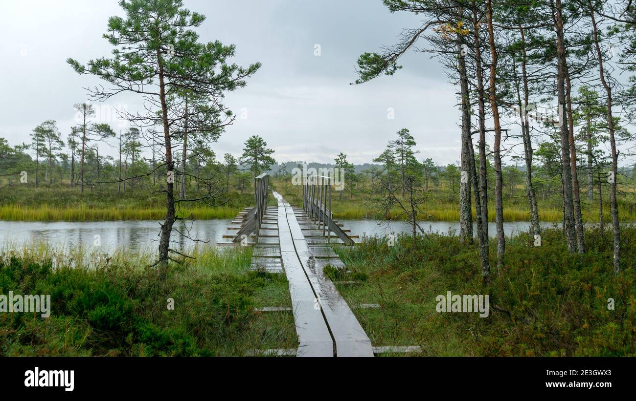 rainy day, rainy background, traditional bog landscape, wet wooden ...