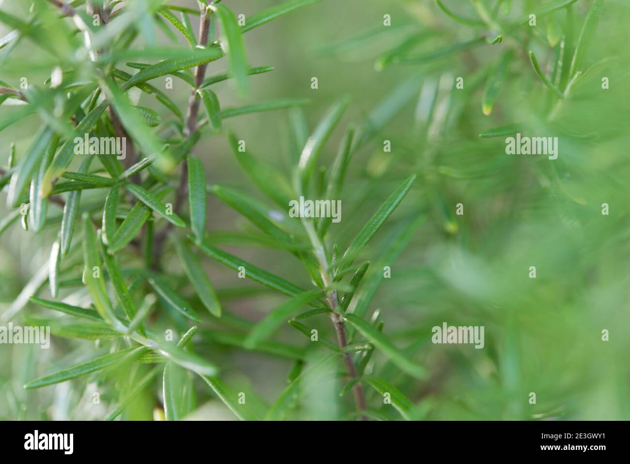 rosemary plant in natural soil Stock Photo - Alamy