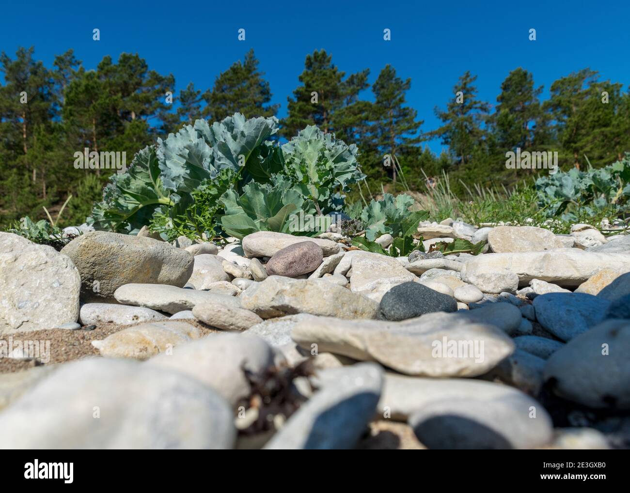 landscape with traditional coastal view, Saaremaa Island, Estonia Stock ...