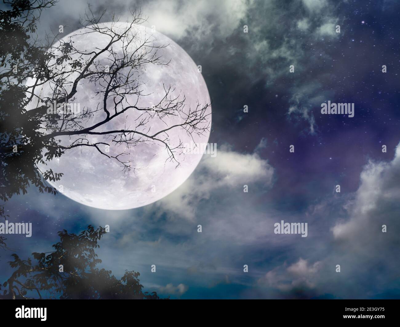 Beautiful Night Sky With Moon AOFOTO 10x5ft Starry Night Forest