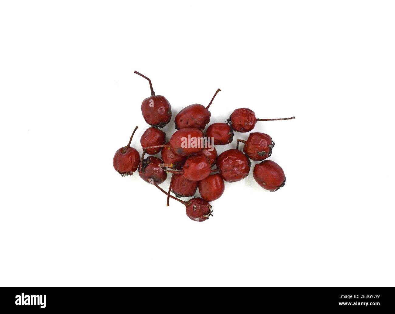 Fruit of Crataegus commonly called hawthorn, thornapple, May-tree ...