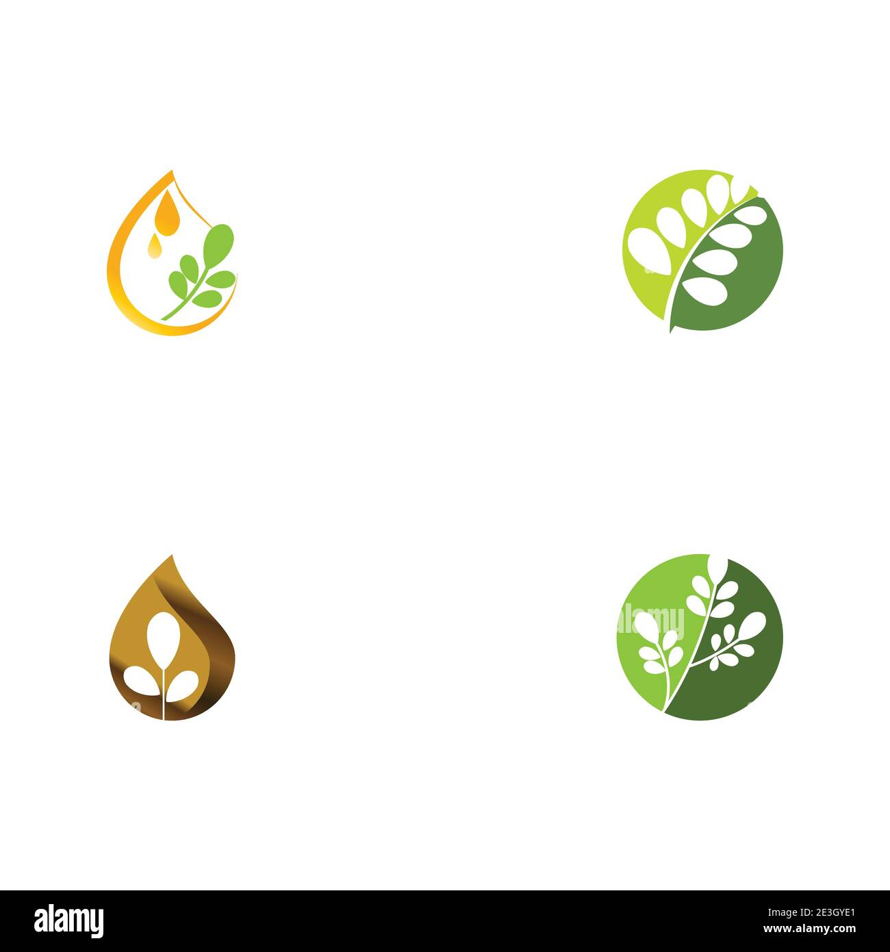 Moringa leaf Logo Template vector symbol nature Stock Vector Image ...