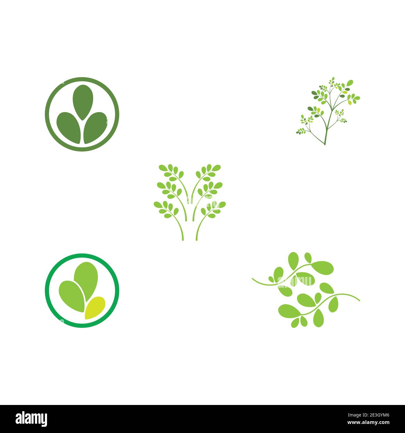 Moringa leaf Logo Template vector symbol nature Stock Vector Image ...