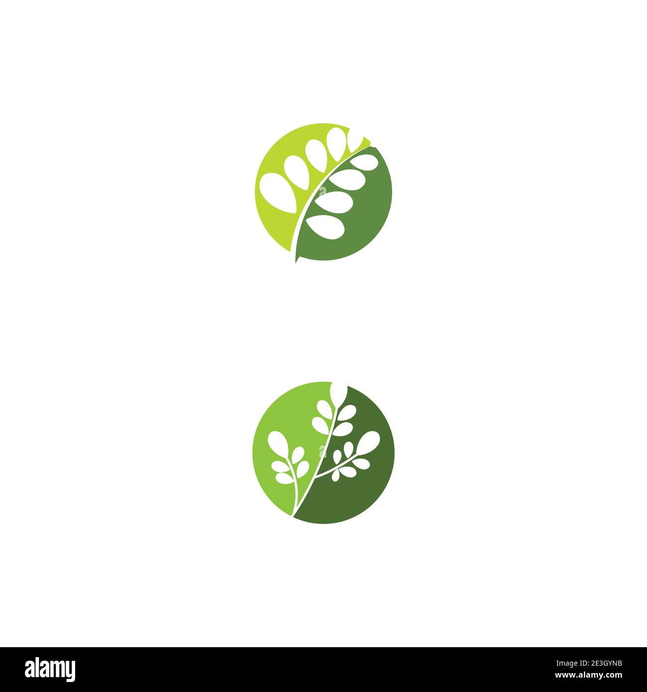 Moringa leaf Logo Template vector symbol nature Stock Vector Image ...