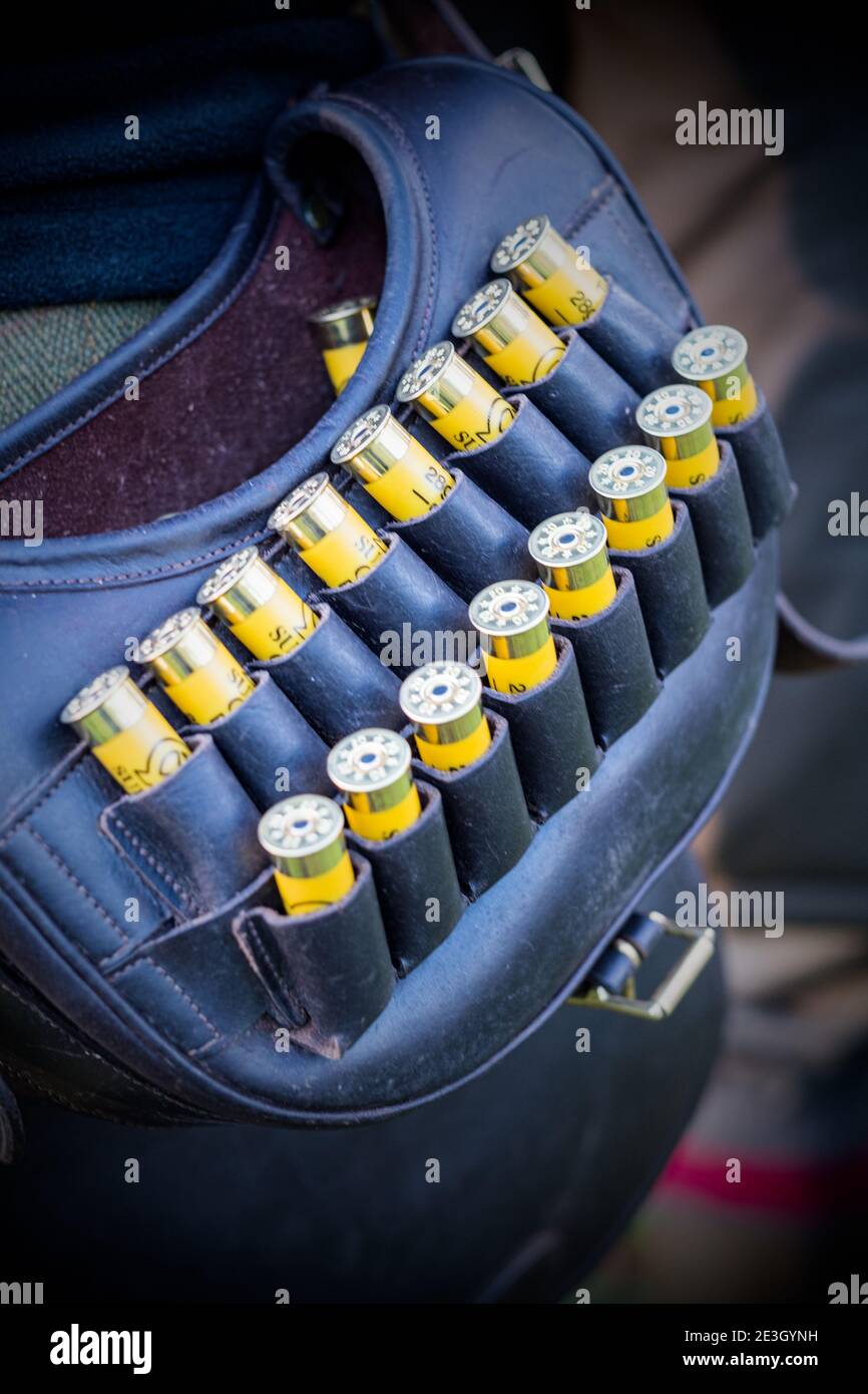 12 Shells High Resolution Stock Photography and Images - Alamy