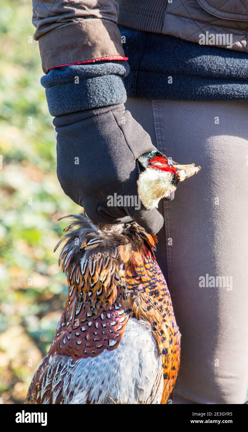 Dead female pheasant hi-res stock photography and images - Alamy