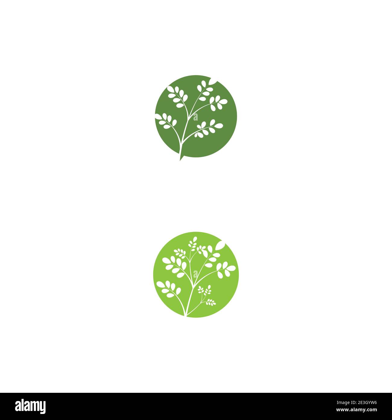 Moringa leaf Logo Template vector symbol nature Stock Vector Image ...