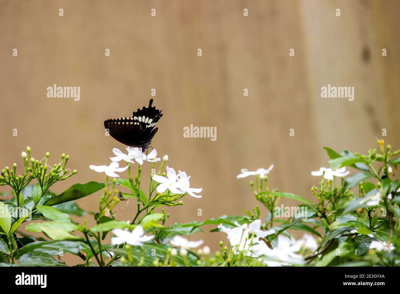 India pollination hi-res stock photography and images - Alamy