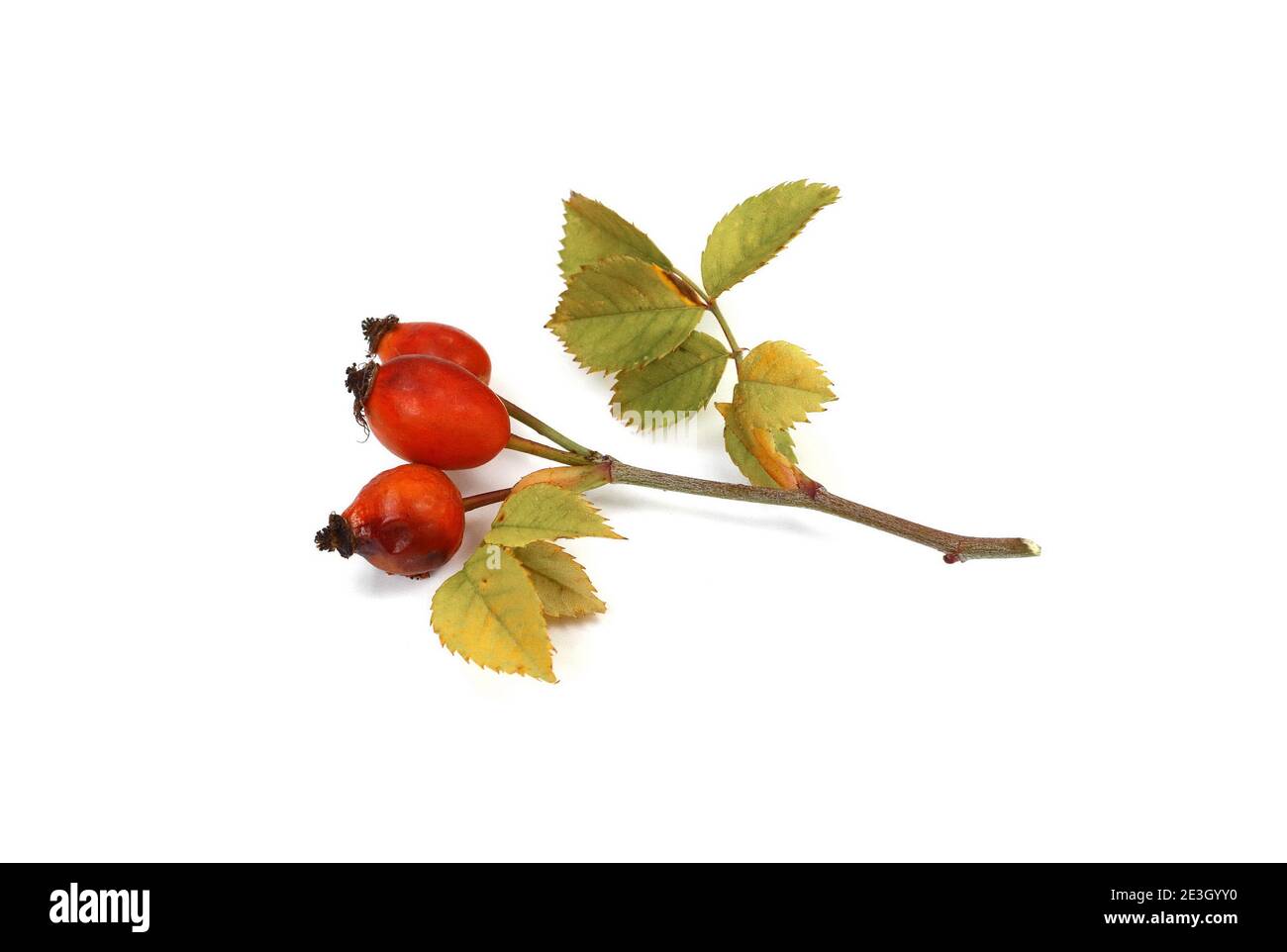 Rosa canina, Rose hips (Rosa canina),close-up isolated on white ...