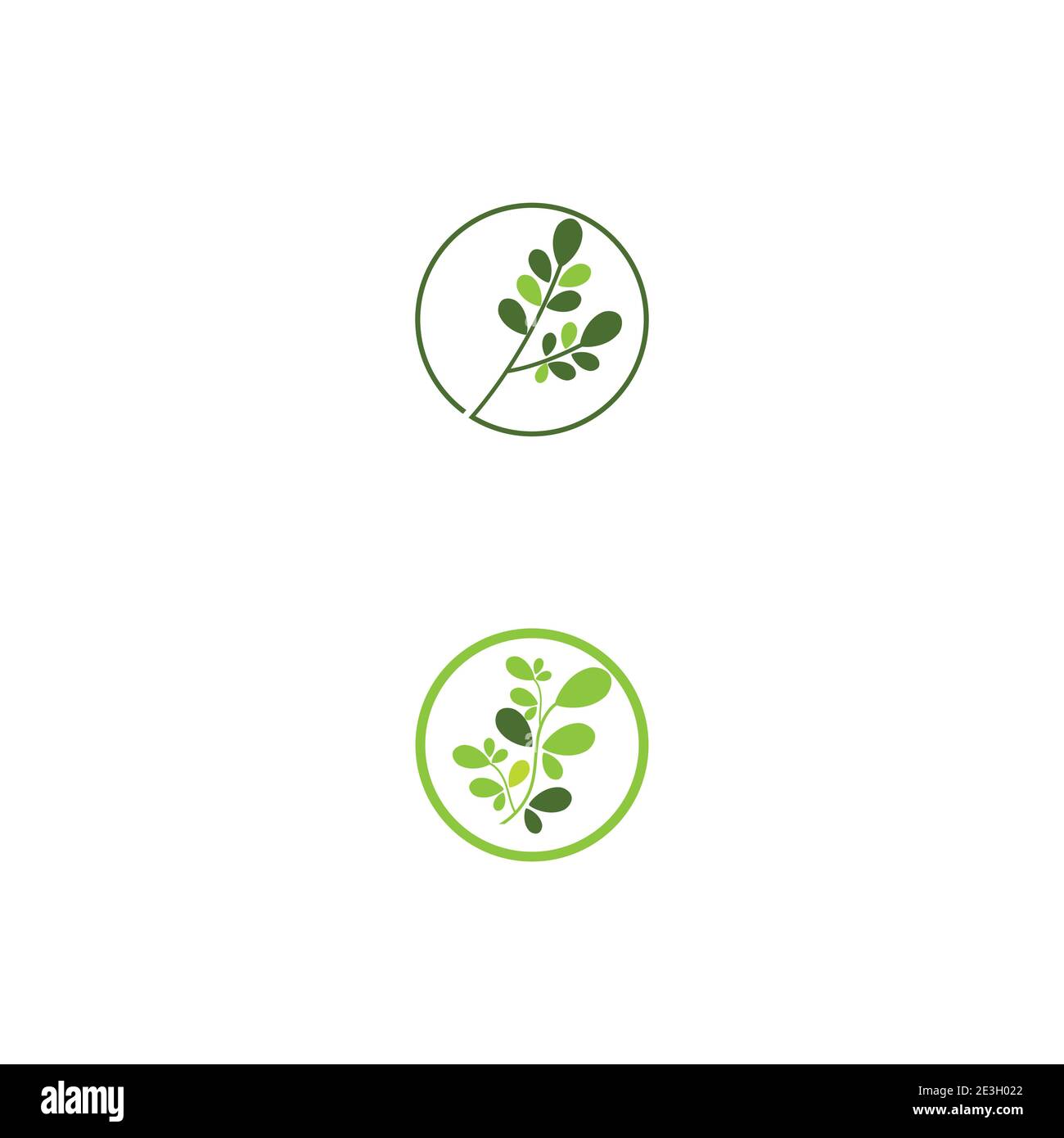 Moringa leaf Logo Template vector symbol nature Stock Vector Image ...