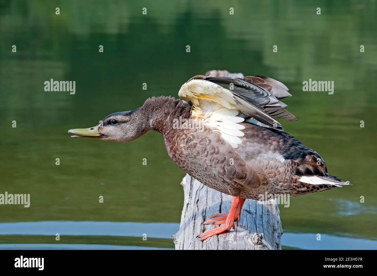 Mallard duck stretching Stock Photo - Alamy