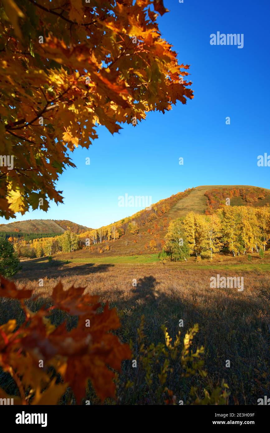 Multi colored trees hi-res stock photography and images - Alamy