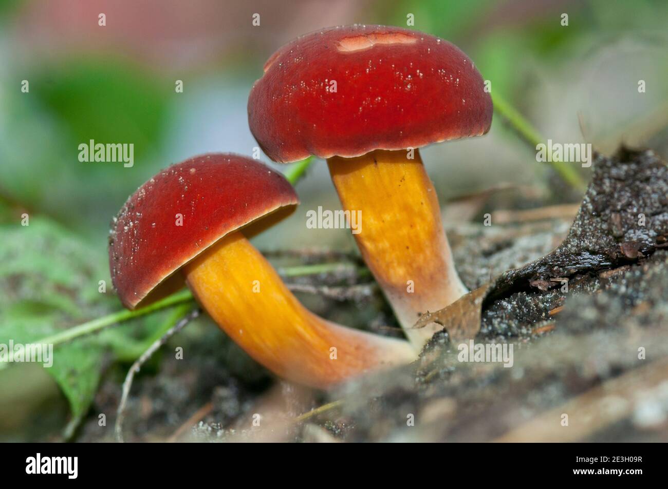 Red mushrooms, Canada Stock Photo - Alamy