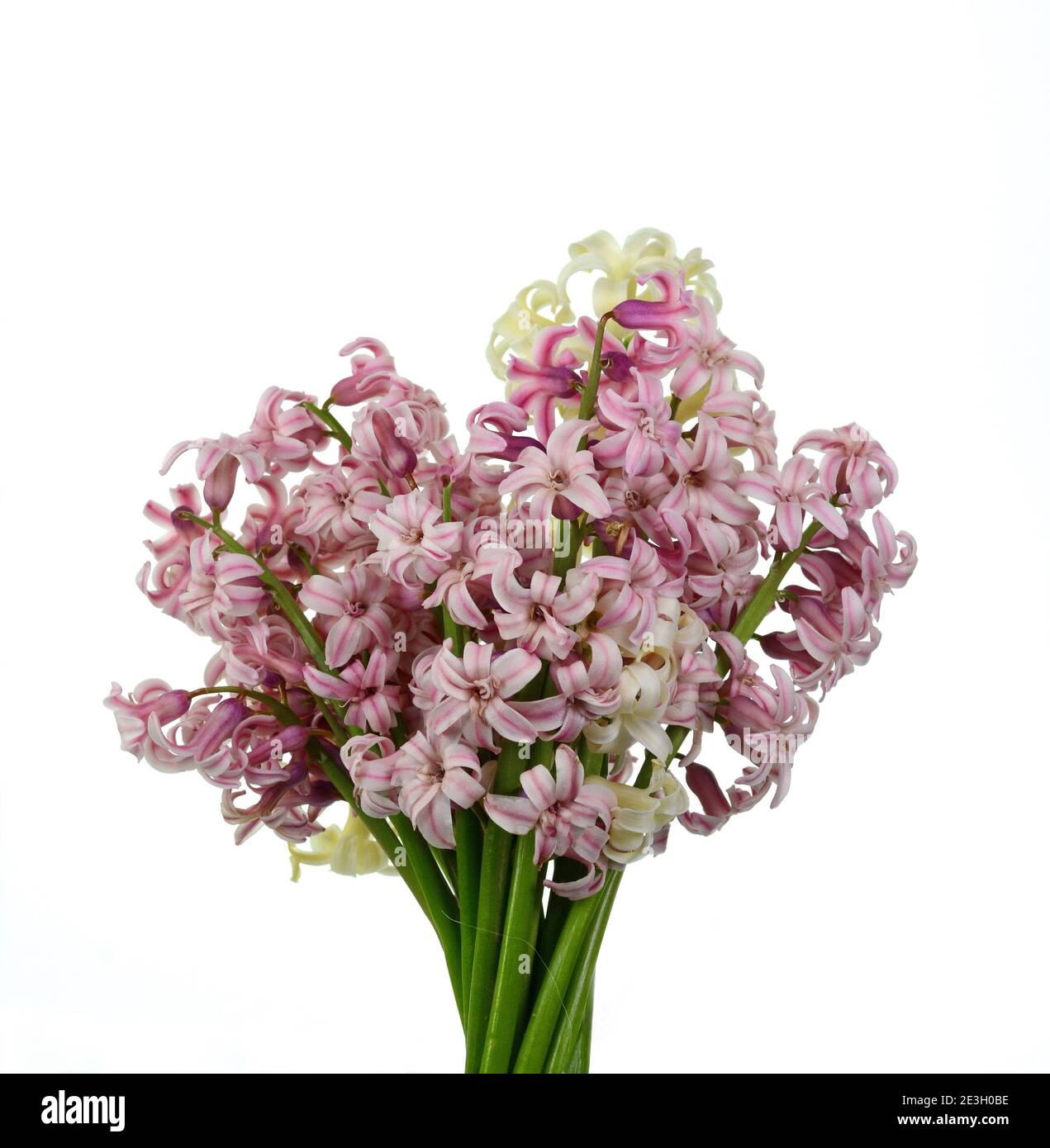 Spring bouquet of flowers isolated on white background. Blue Hyacinth ...