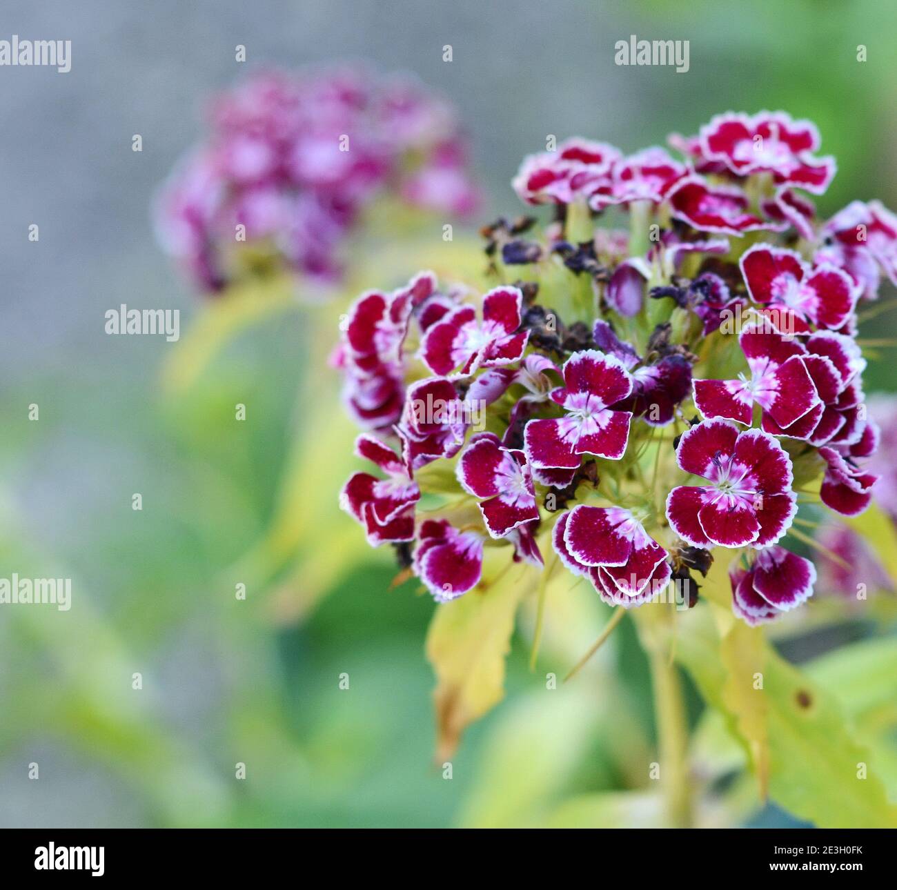 Dianthus barbatus, sweet william, flower Stock Photo - Alamy