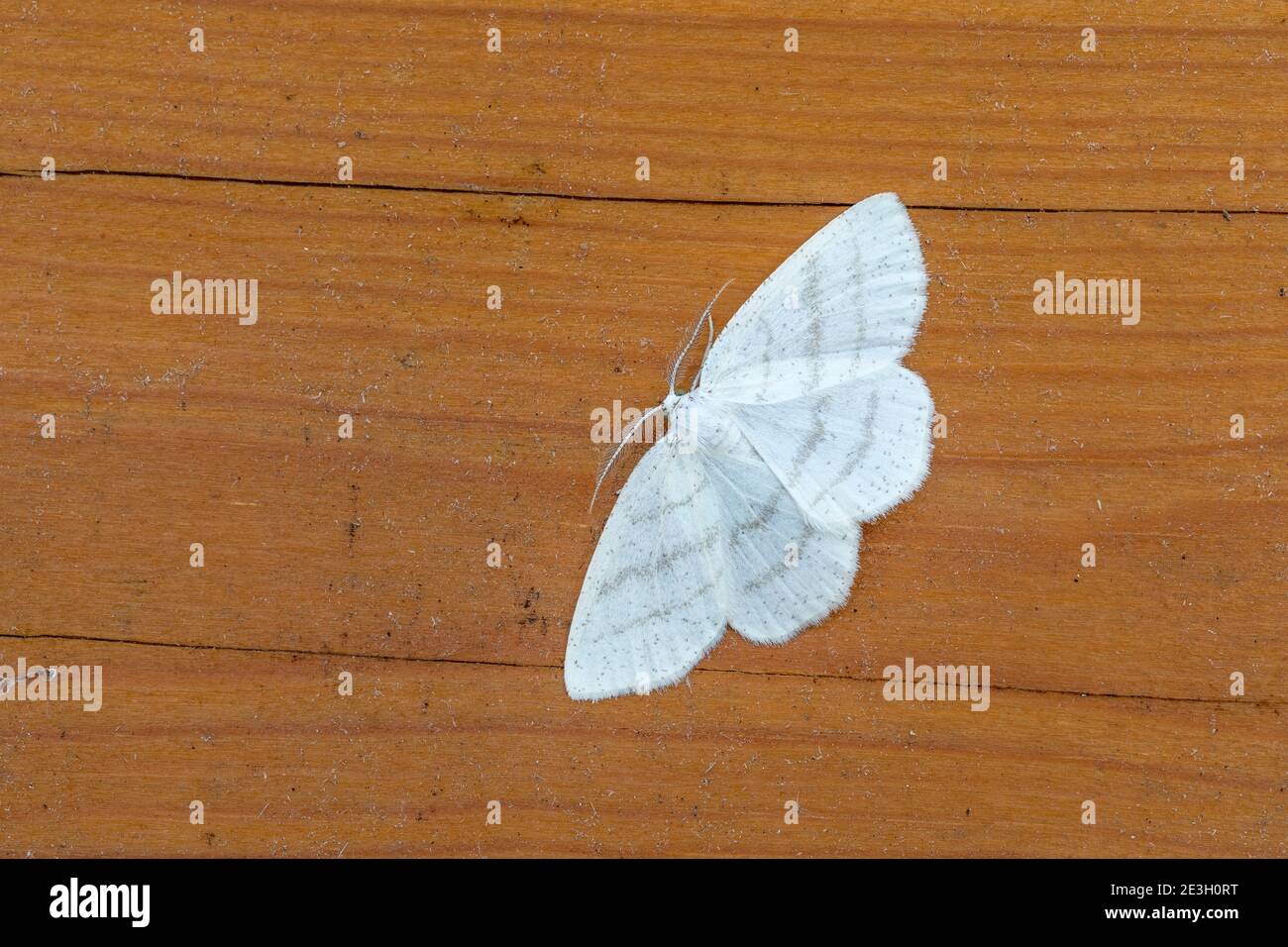 Common White Wave Moth; Cabera pusaria; UK Stock Photo - Alamy