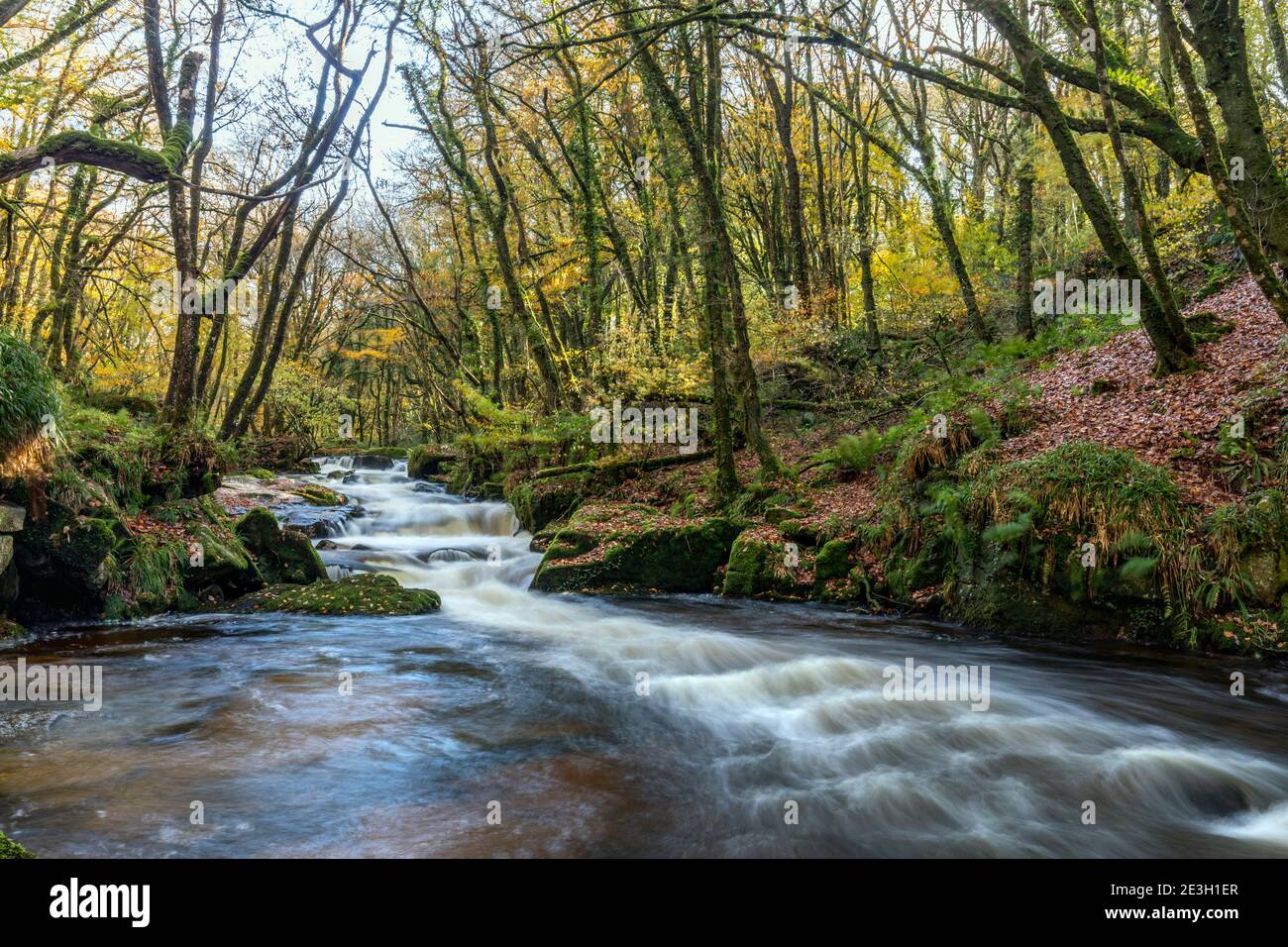 Woodland river fowey hi-res stock photography and images - Alamy