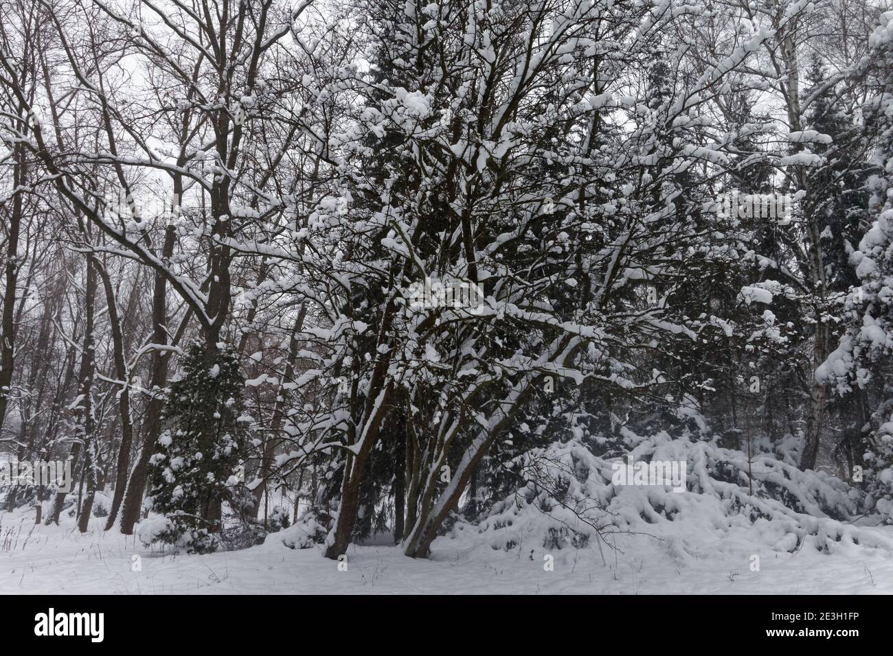 Park Śląski covered with thick layer of snow Stock Photo - Alamy