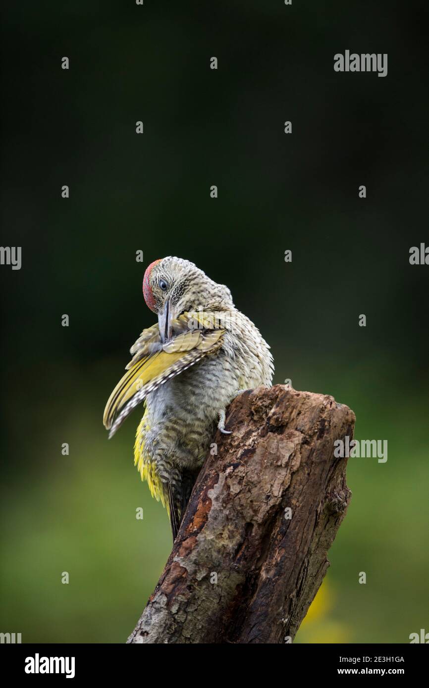 Green Woodpecker; Picus viridis; Juvenile Female; Preening; UK Stock ...
