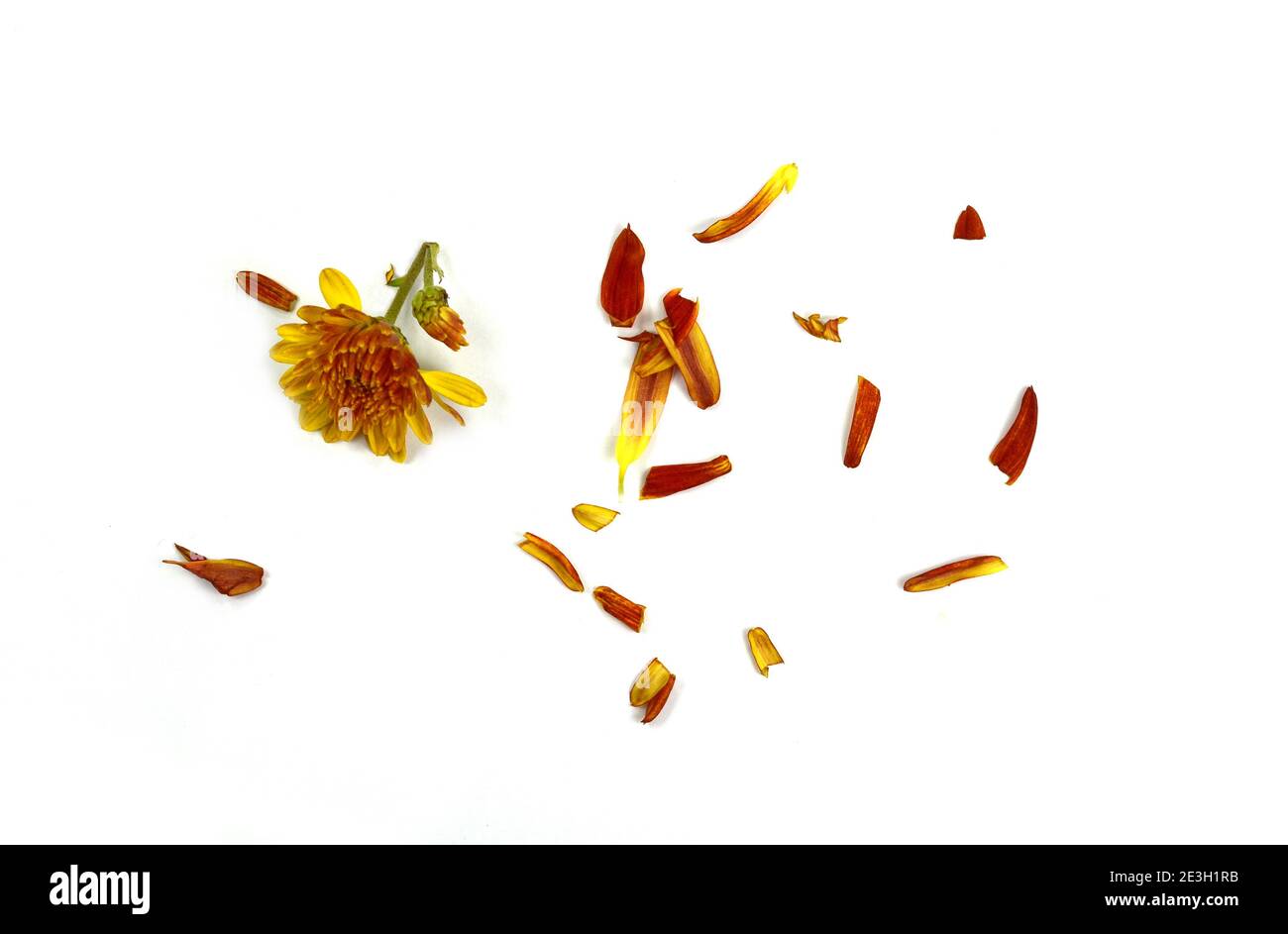 flowers and petals scattered on a white background Stock Photo - Alamy