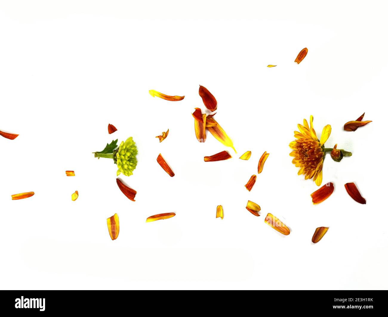 flowers and petals scattered on a white background Stock Photo - Alamy