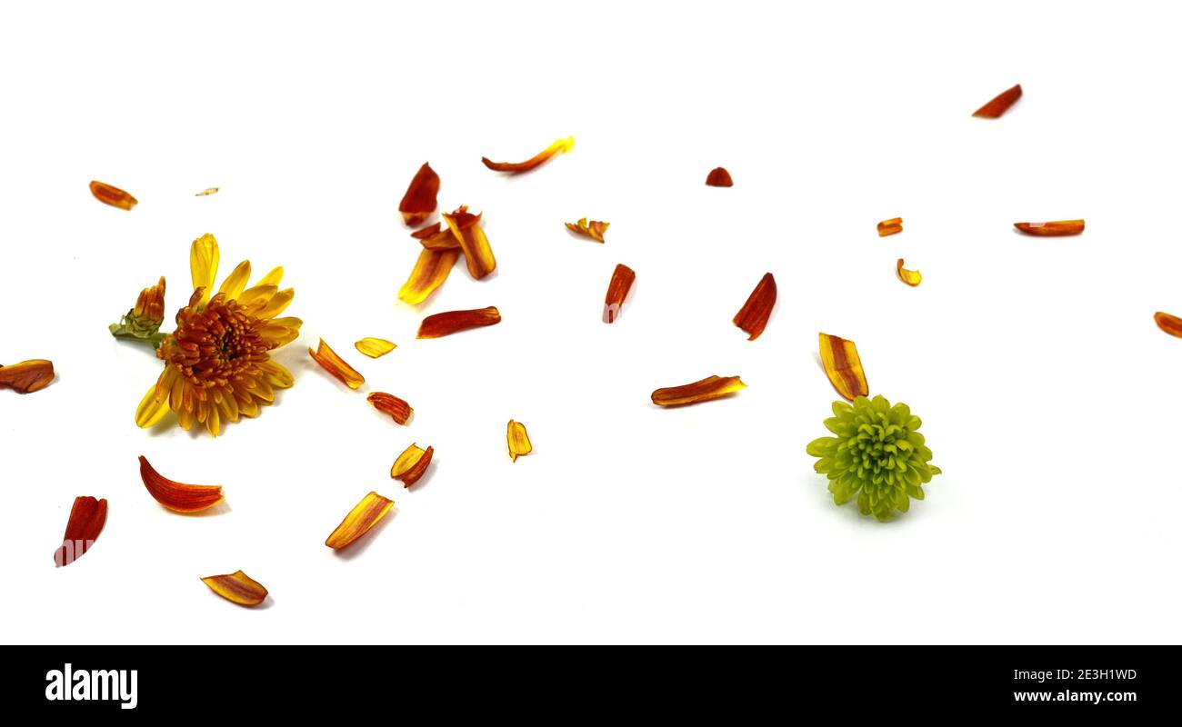 flowers and petals scattered on a white background Stock Photo - Alamy