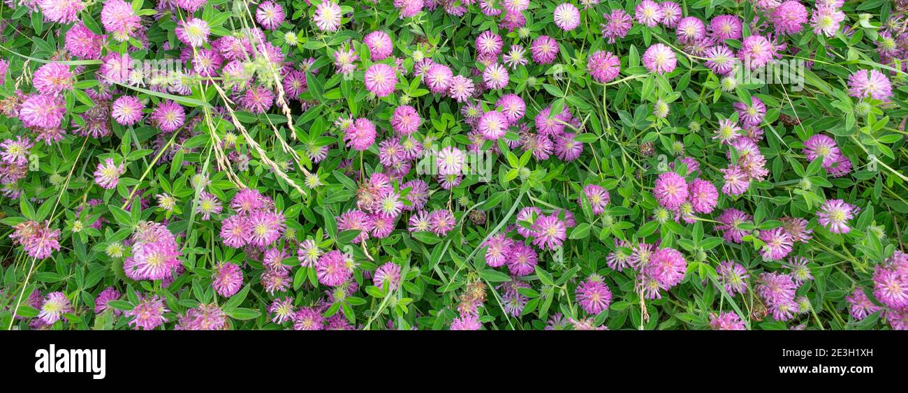 Blooming meadow clover top view. Floral background. Medicinal, honey ...