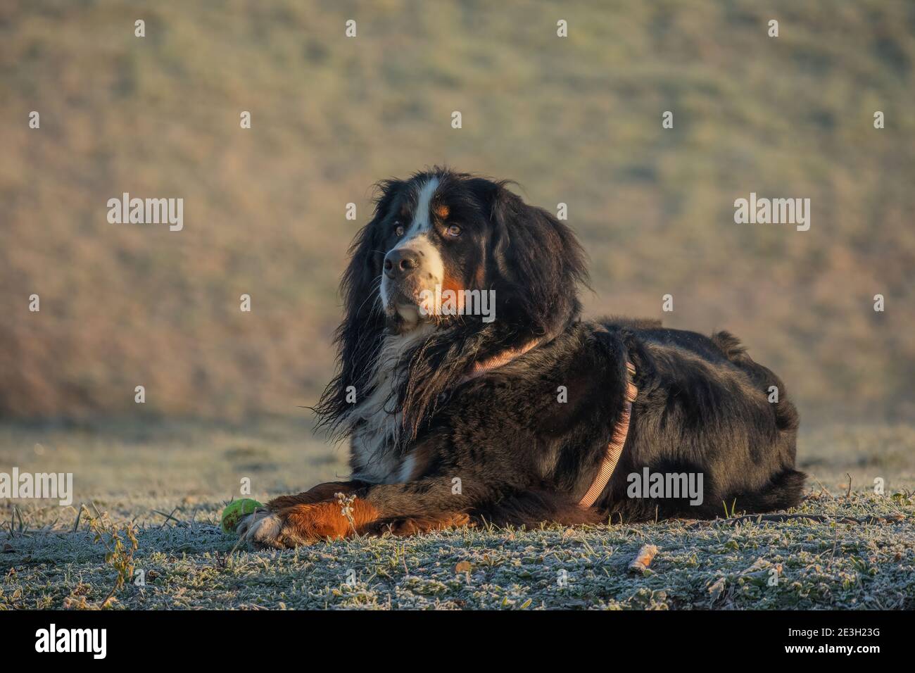 Are Bernese Mountain Dogs A Giant Breed