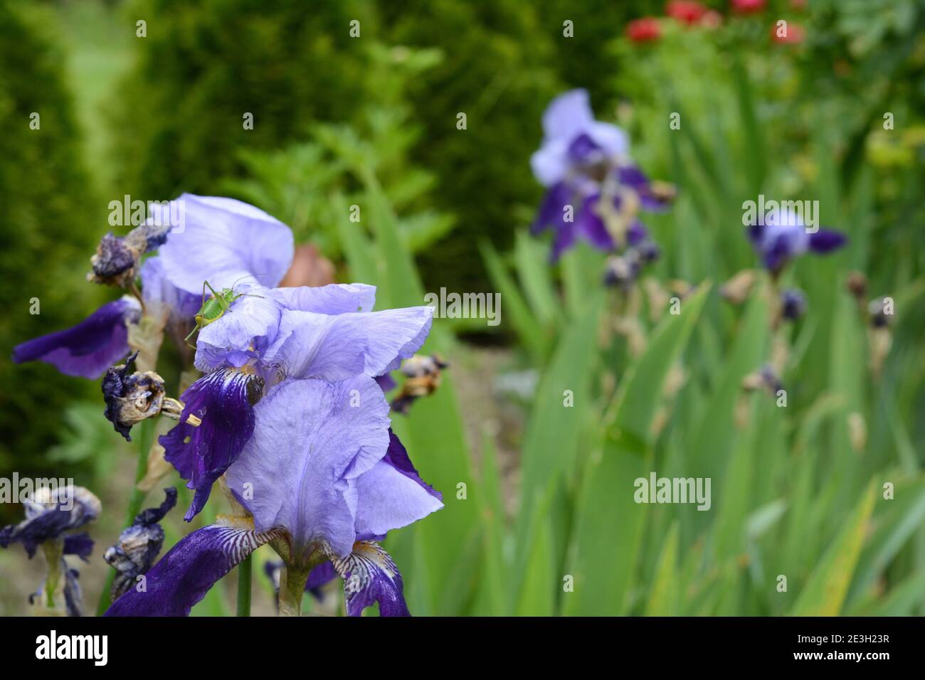 Colorful irises in the garden, perennial garden. Gardening. Bearded ...
