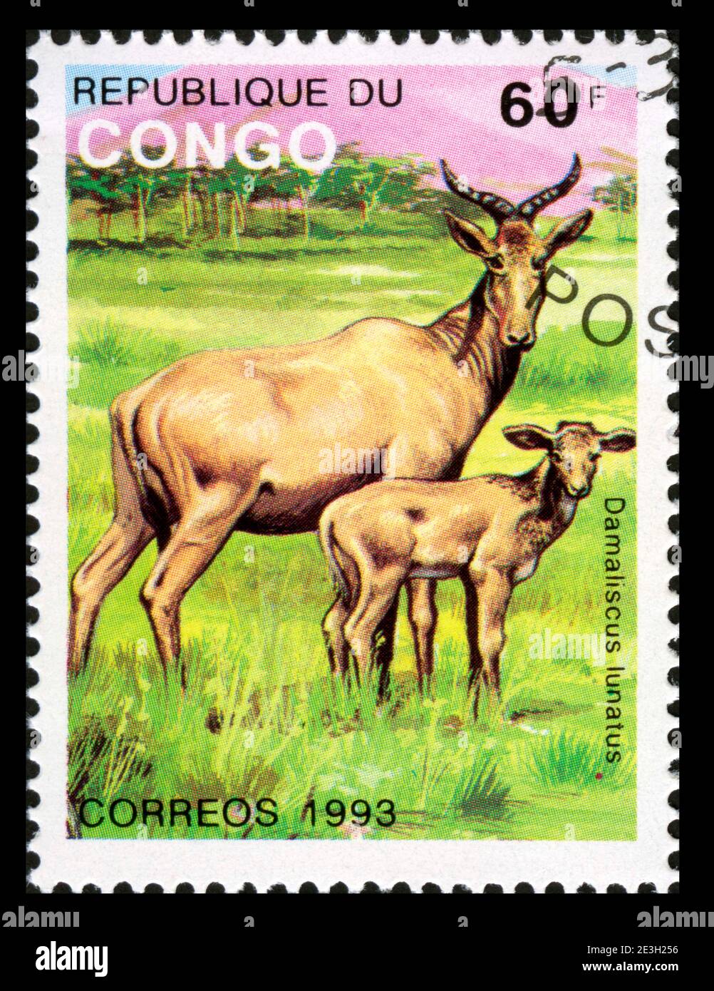 Congo animals hi-res stock photography and images - Alamy