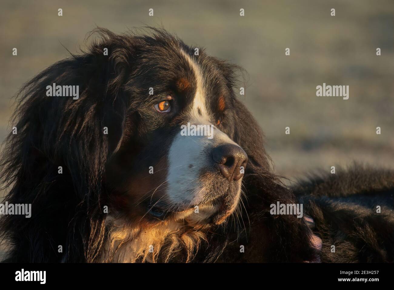 Are Bernese Mountain Dogs A Giant Breed