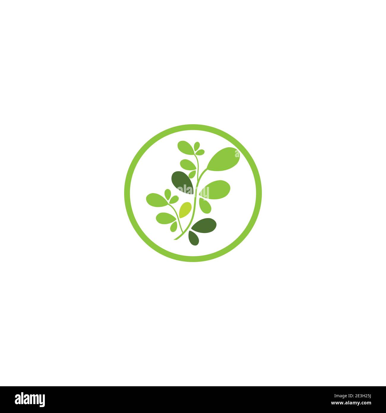 Moringa leaf Logo Template vector symbol nature Stock Vector Image ...