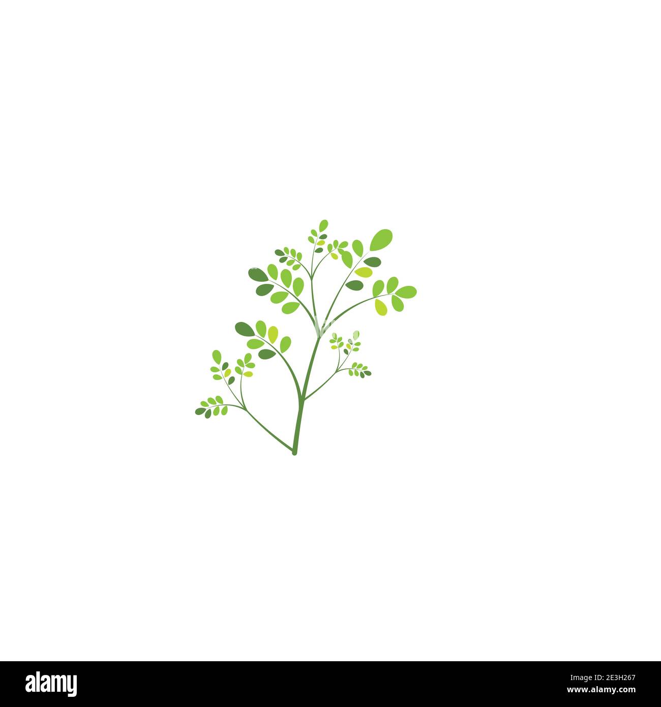 Moringa leaf Logo Template vector symbol nature Stock Vector Image ...
