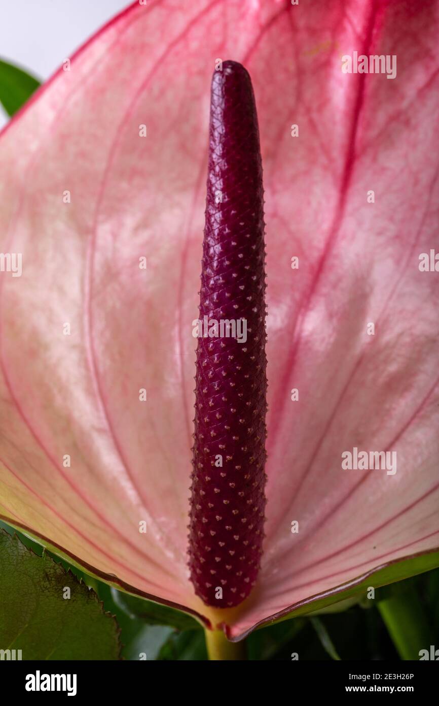 Pink color anthurium Flower in bloom in spring Stock Photo - Alamy