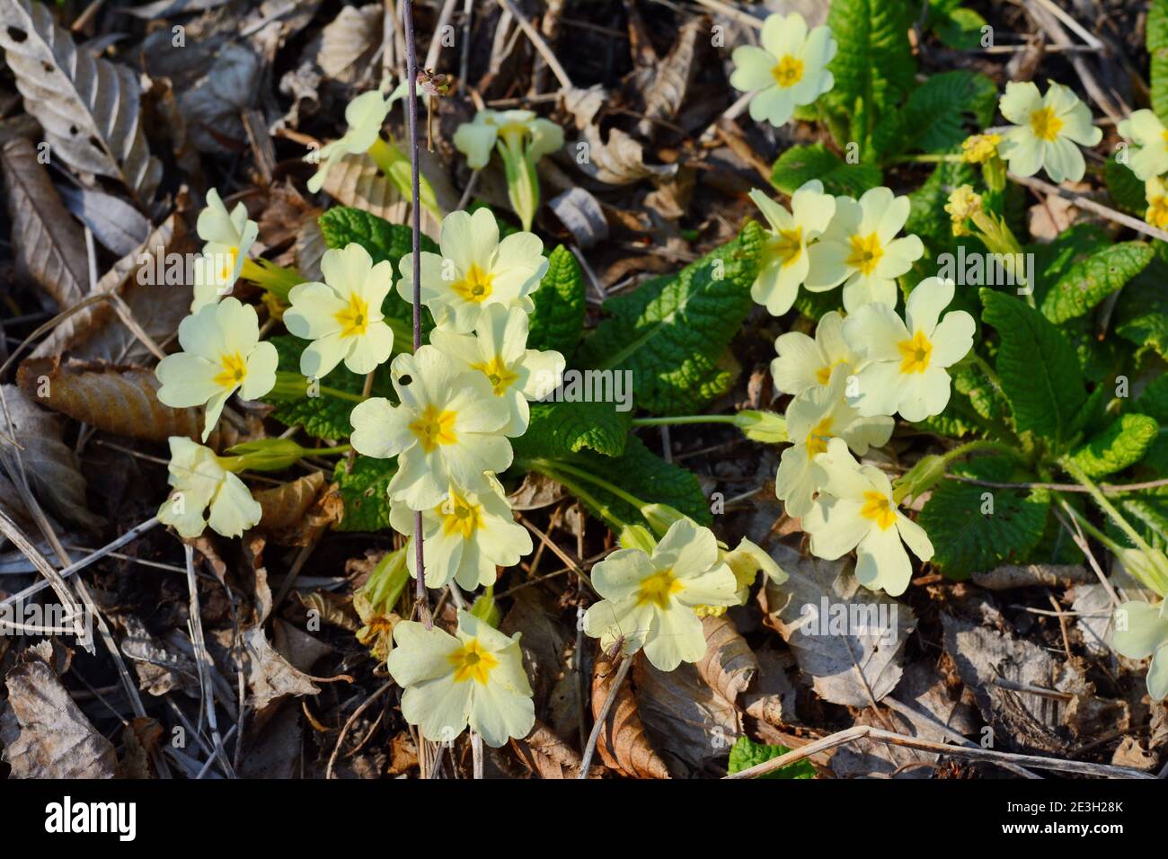 Early spring: Primroses in natural environment. (Primula vulgaris Stock ...