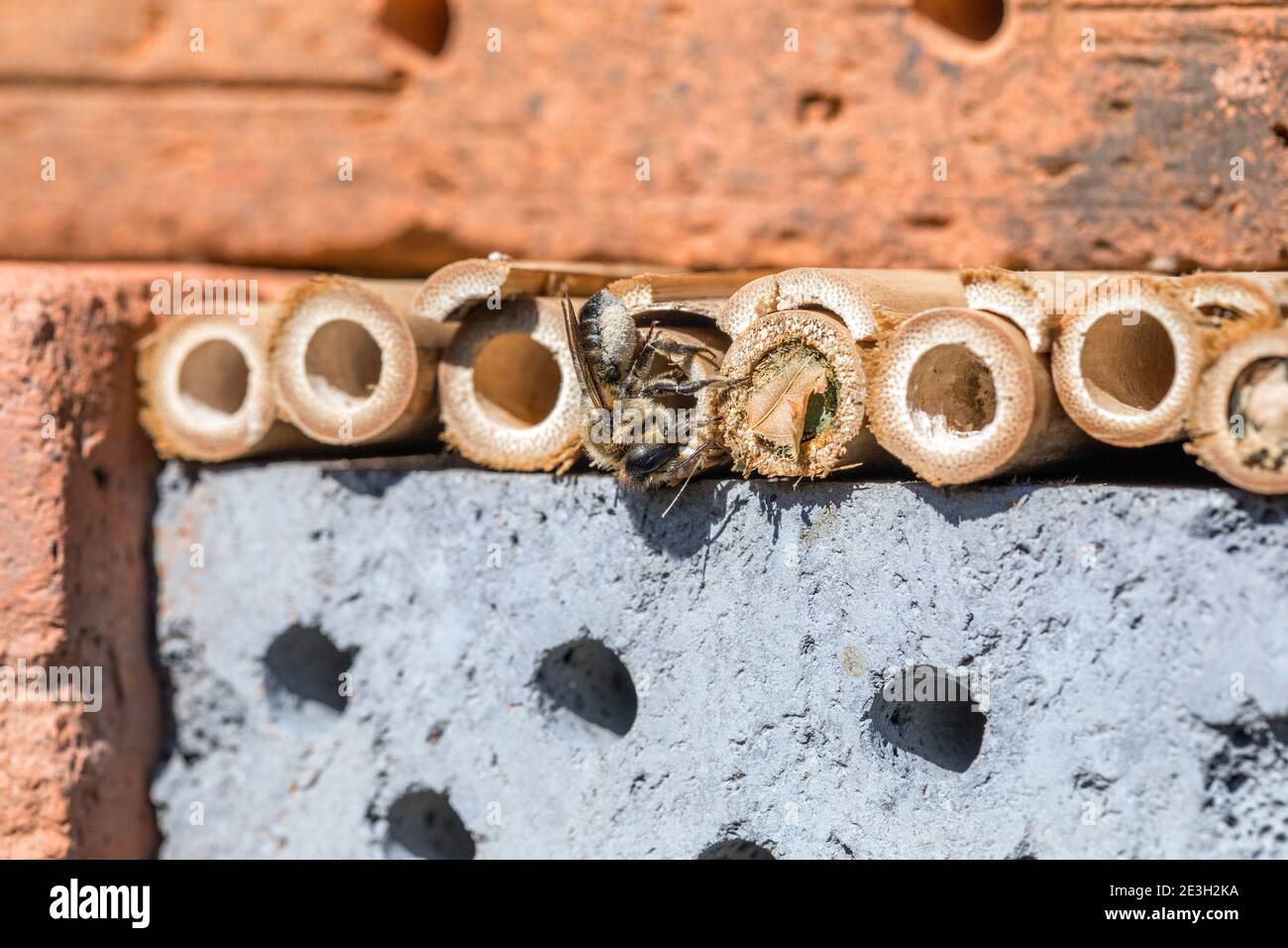 Patchwork Leaf Cutter Bee; Megachile centuncularis; at Insect House; UK ...