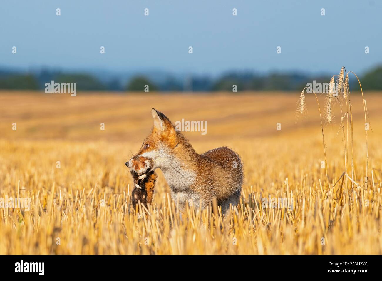 Hunting fox in nature Stock Photo - Alamy