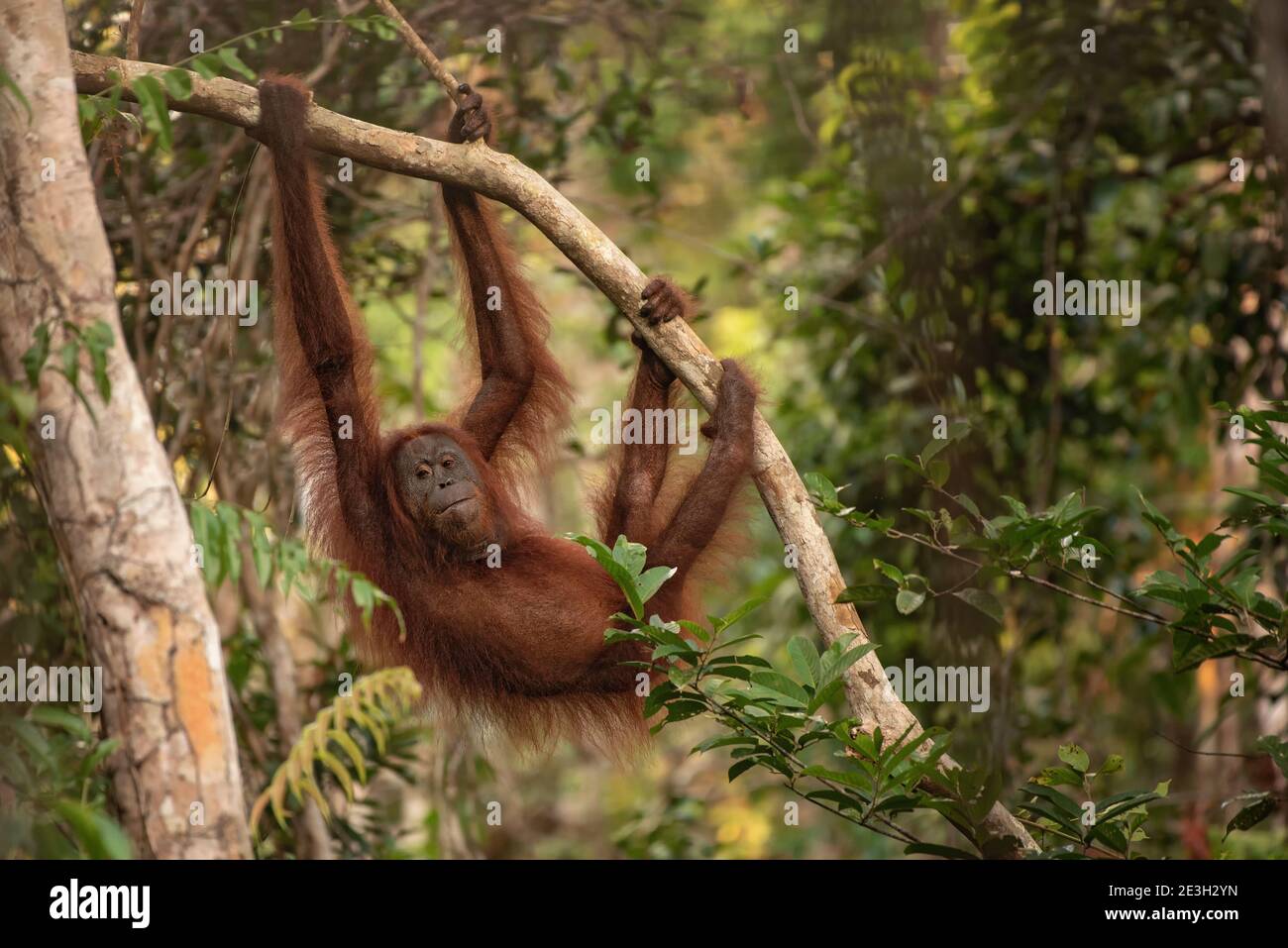 Orangutan (orang-utan) in his natural environment in the rainforest on ...