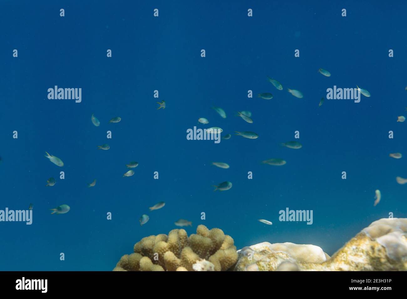 Maldives fish hi-res stock photography and images - Alamy
