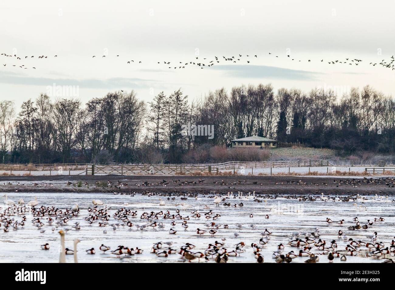 Martin Mere; bird flocks; Lancashire; UK Stock Photo - Alamy