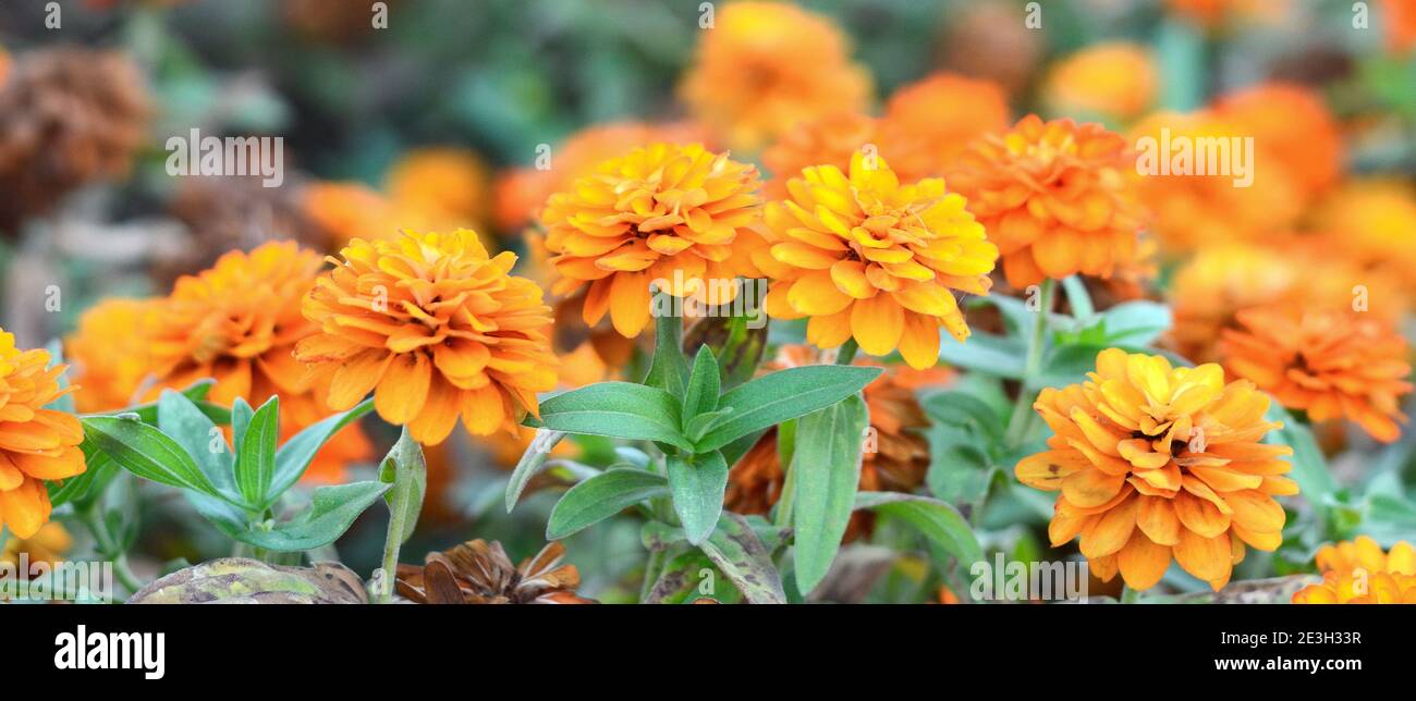Marigolds (Tagetes erecta, Mexican marigold, Aztec marigold, African ...