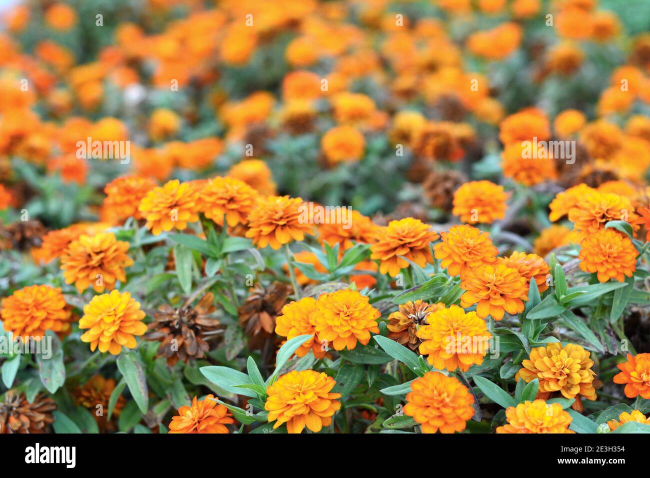 Marigolds (Tagetes erecta, Mexican marigold, Aztec marigold, African ...